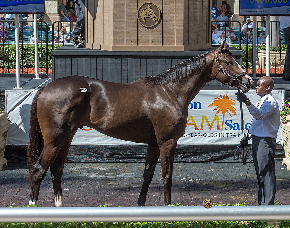 5% Remains of Tiznow Colt - West Point Thoroughbreds