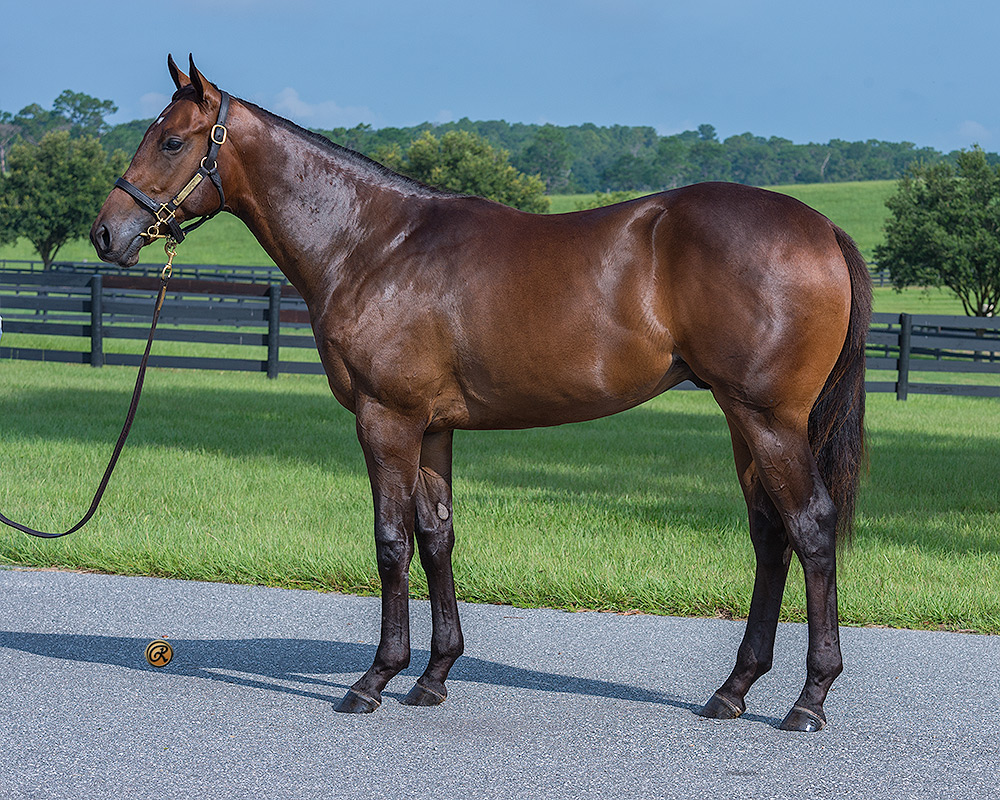 Ghostzapper colt | West Point ThoroughbredsWest Point Thoroughbreds