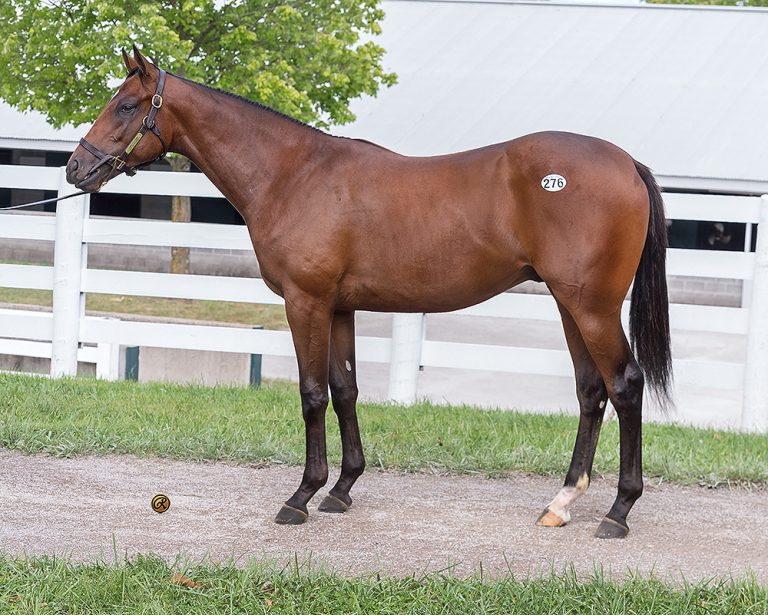 Available Horses - West Point Thoroughbreds