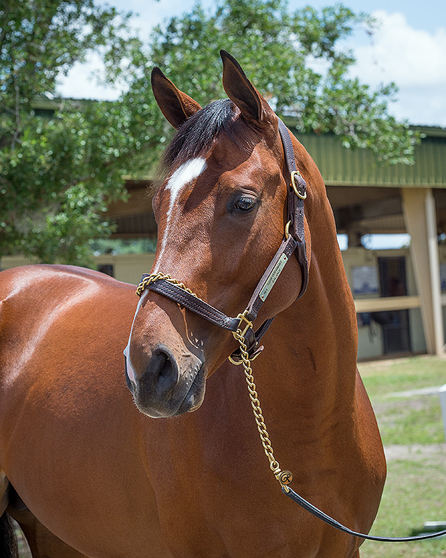 Oscar Performance Colt - West Point Thoroughbreds