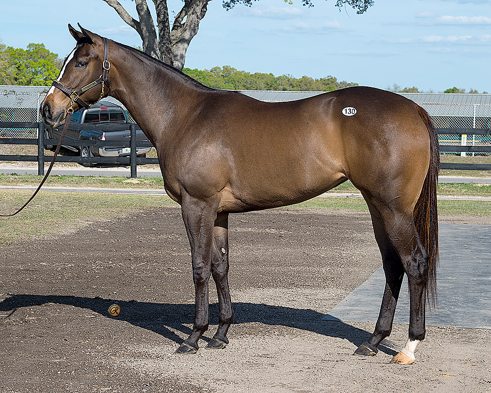 Bee Jersey Filly - West Point Thoroughbreds