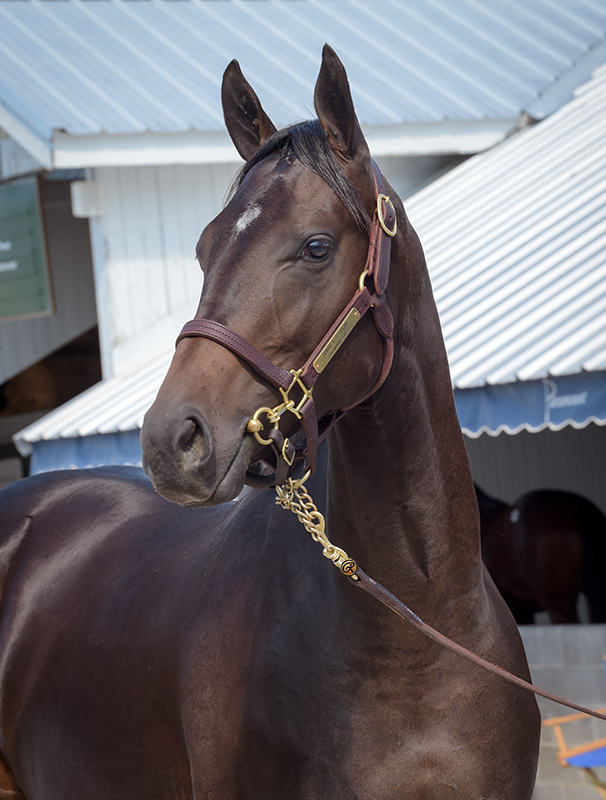 Honor A.P. Colt - West Point Thoroughbreds