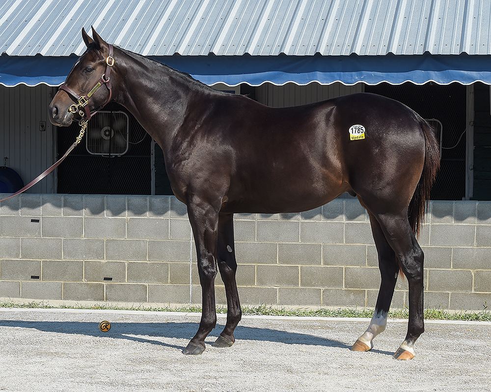 Honor A.P. Colt - West Point Thoroughbreds