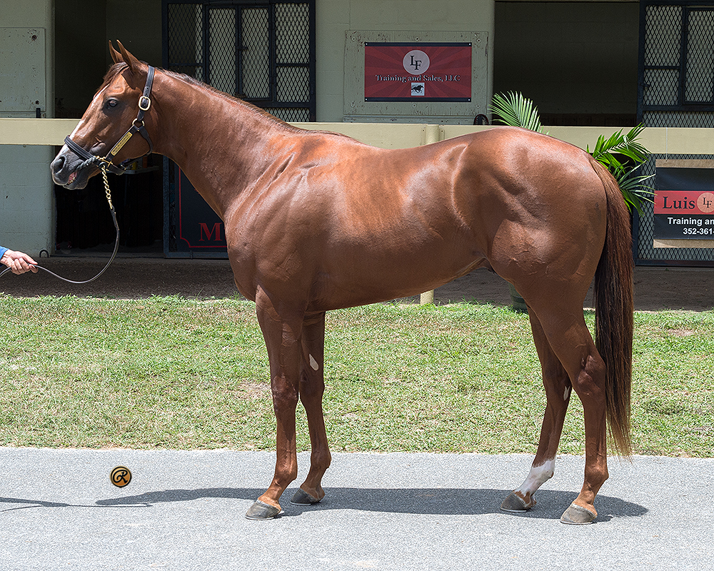 Practical Joke Colt - West Point Thoroughbreds