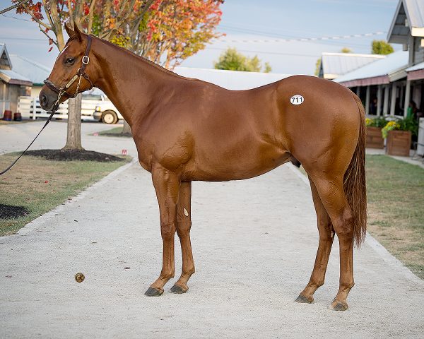 Practical Joke/Flout Colt - West Point Thoroughbreds