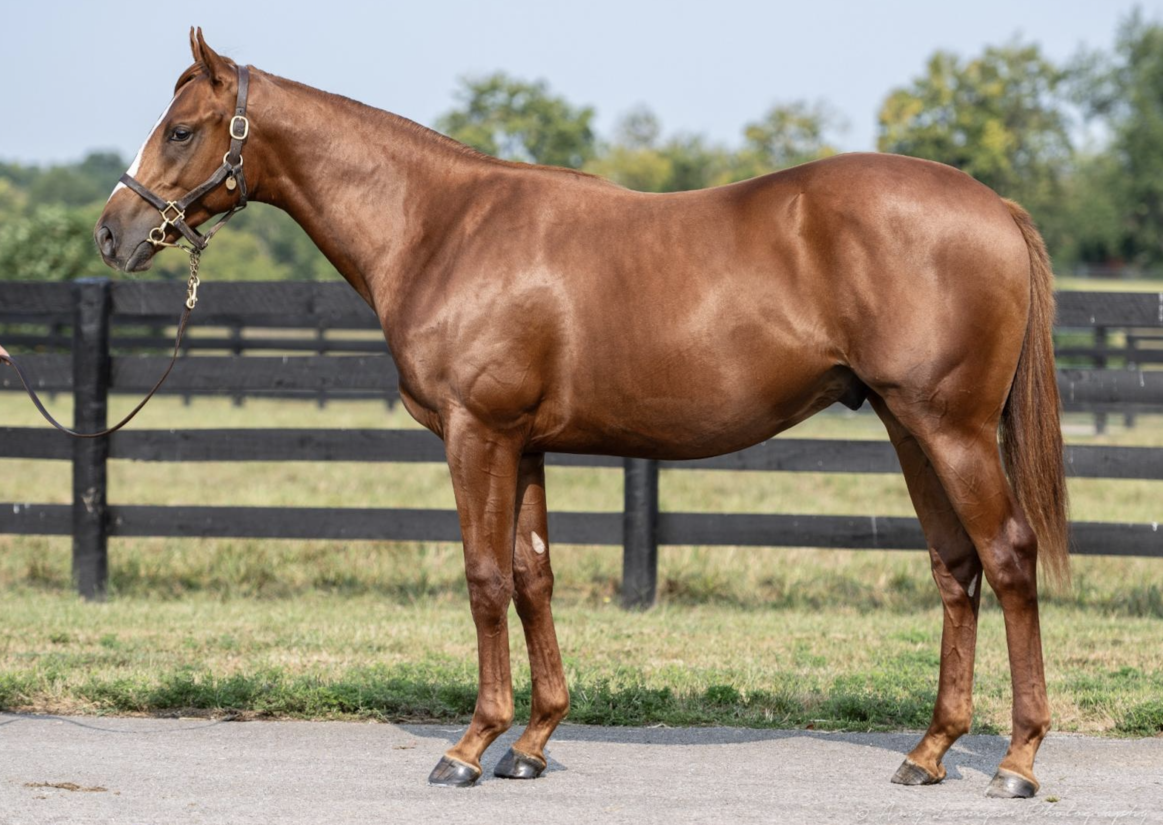 Nyquist/Wild Ridge Colt - West Point Thoroughbreds