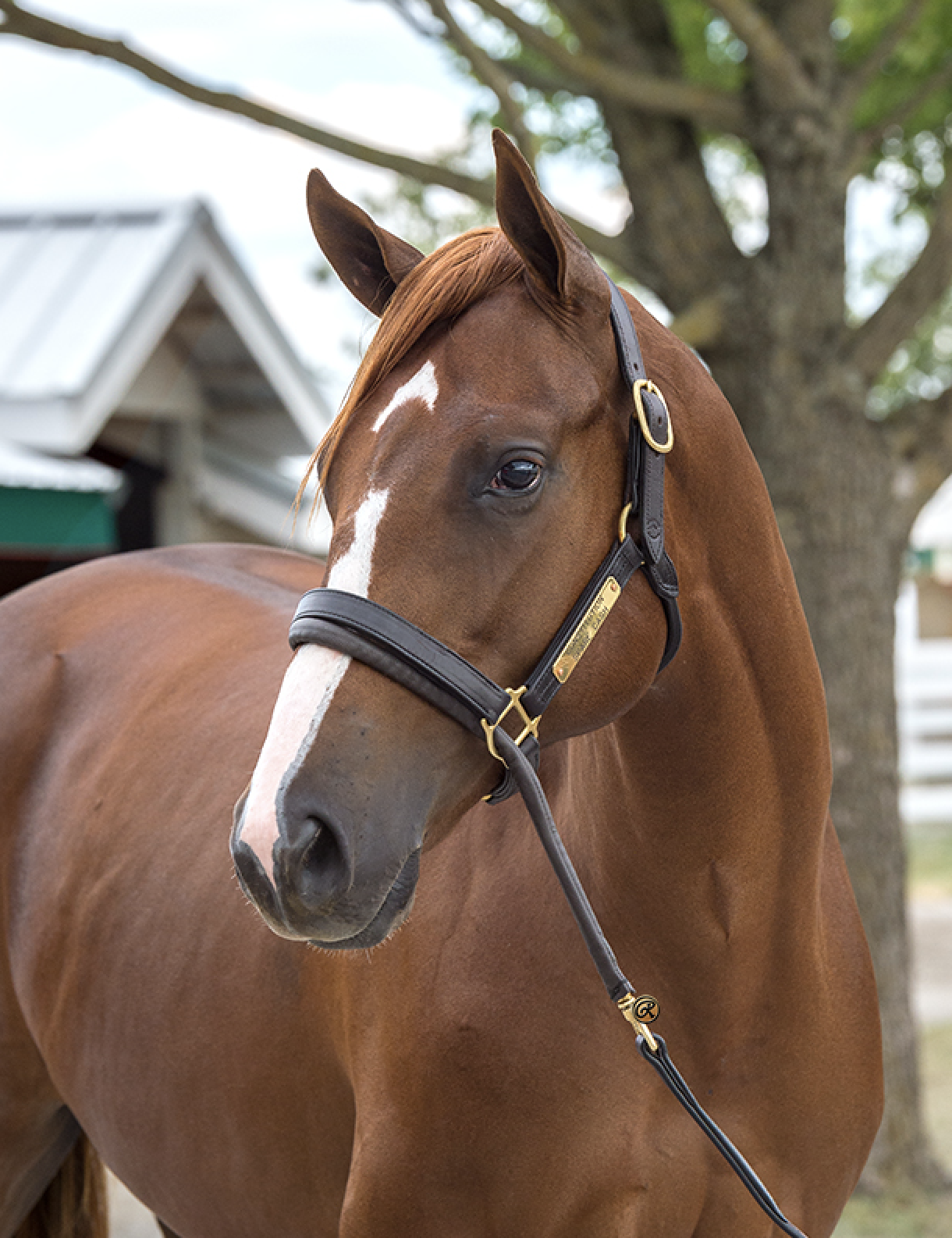 Constitution Colt - West Point Thoroughbreds