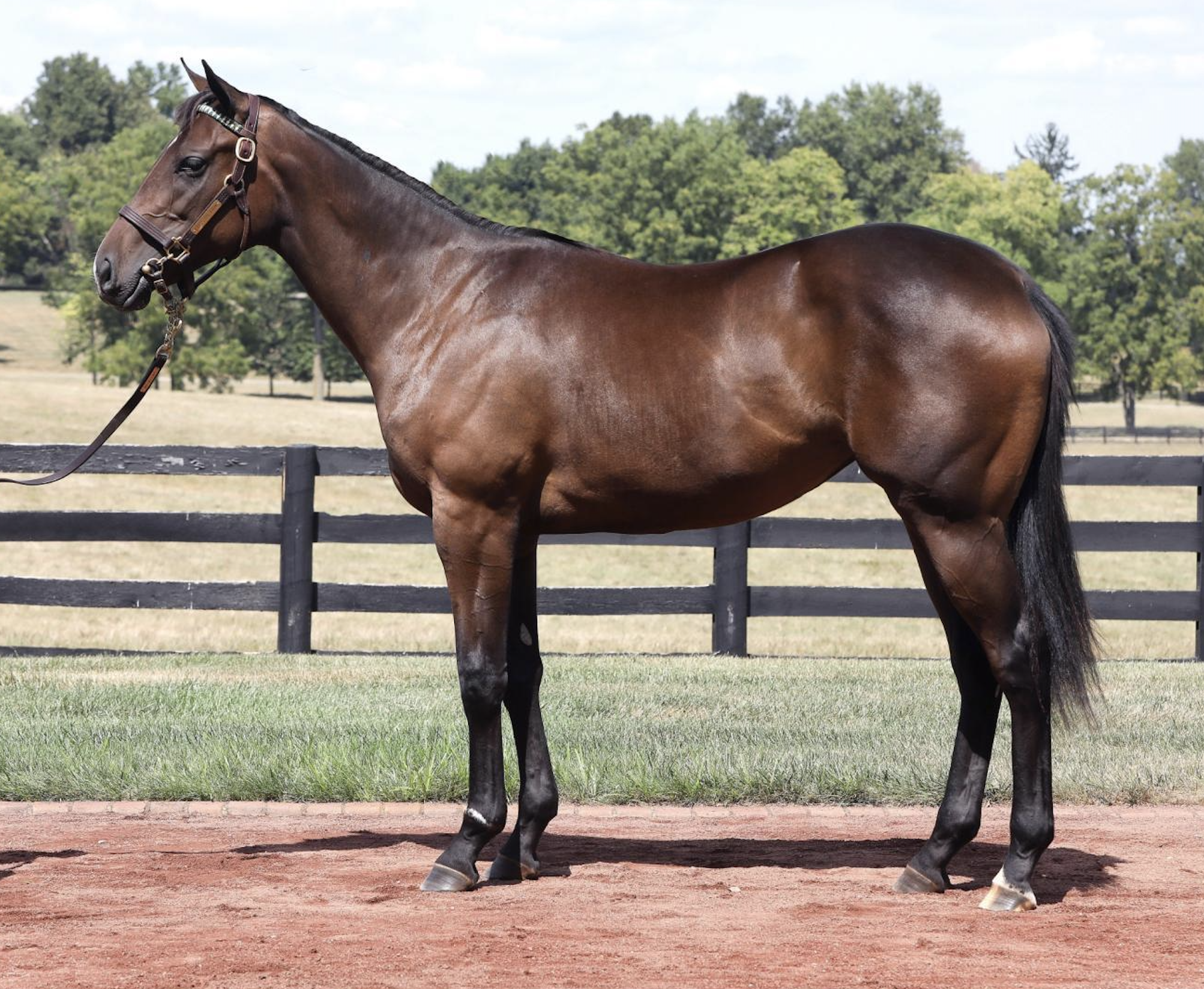 Twirling Candy/Fly Time Filly - West Point Thoroughbreds