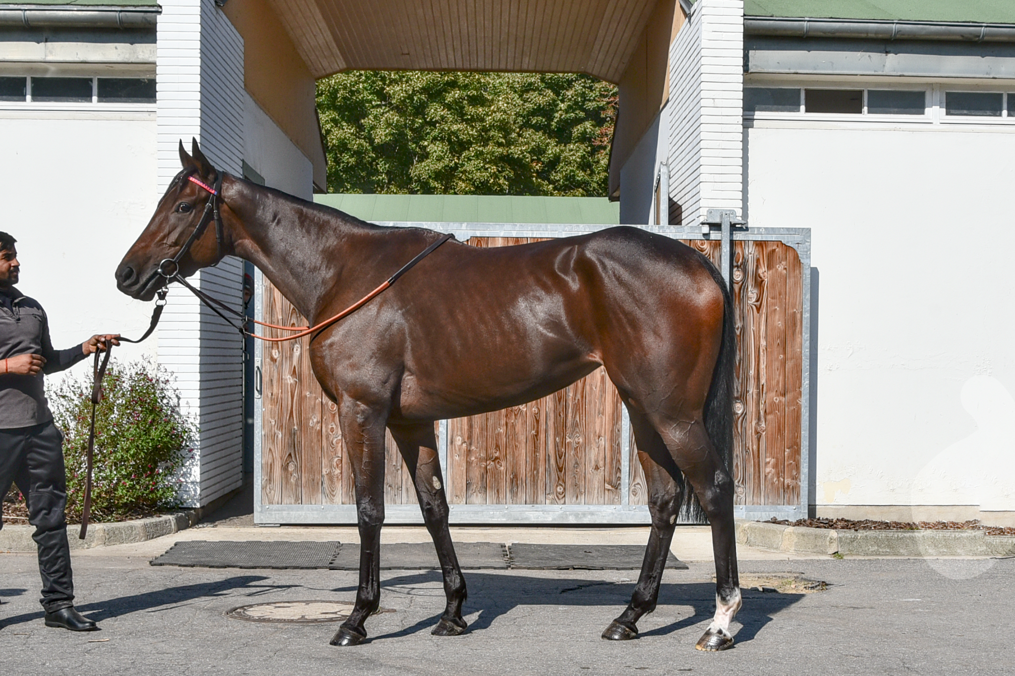 Relaxx (FR) - West Point Thoroughbreds